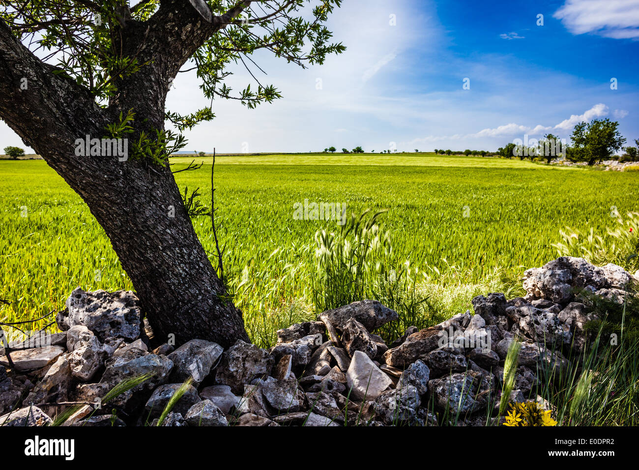 a beautiful rural landscape with some rocks. South of Italy, Apulia ...