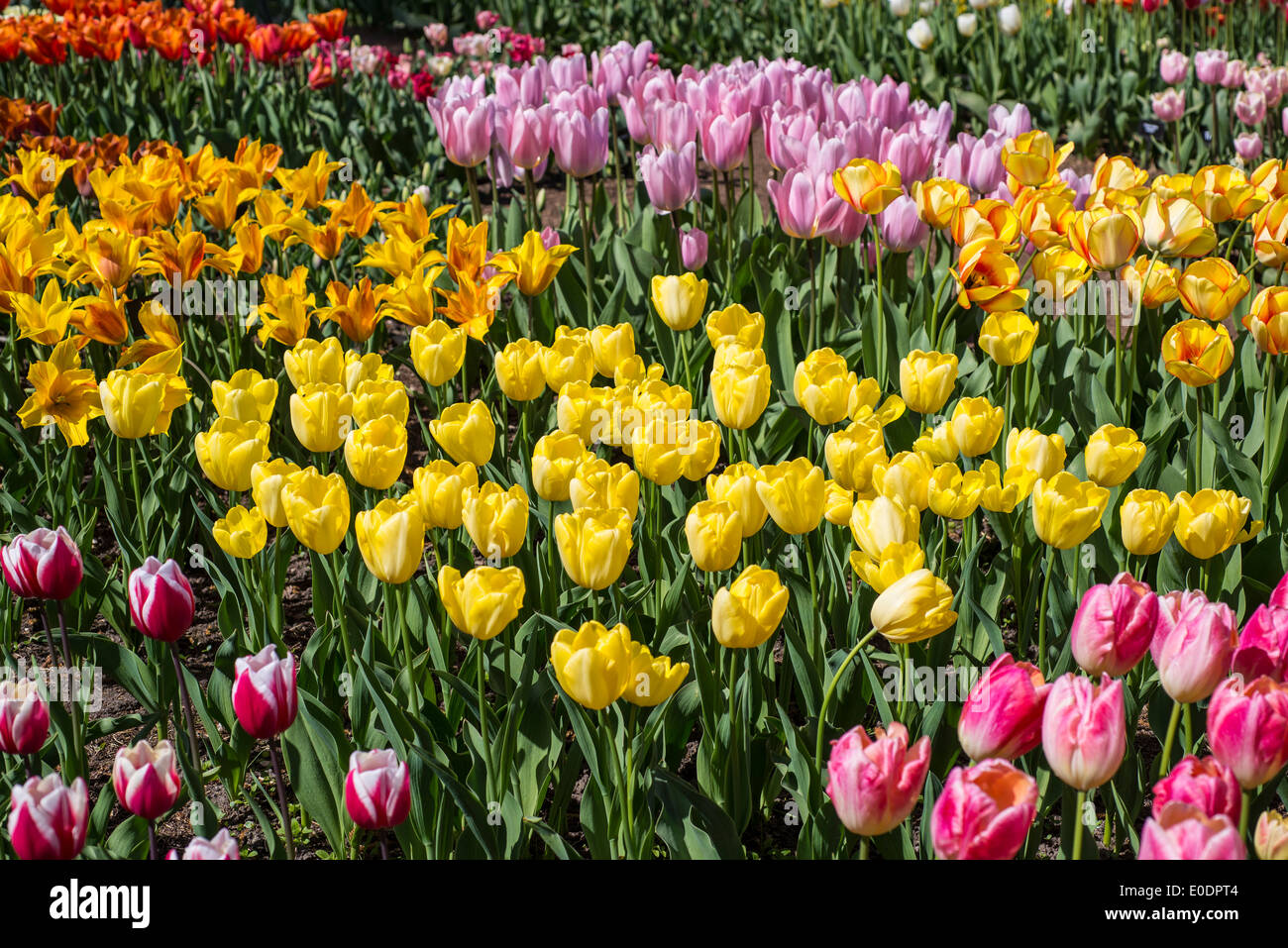 Display of various tulips at RHS Garden, Wisley, Surrey, England, UK ...