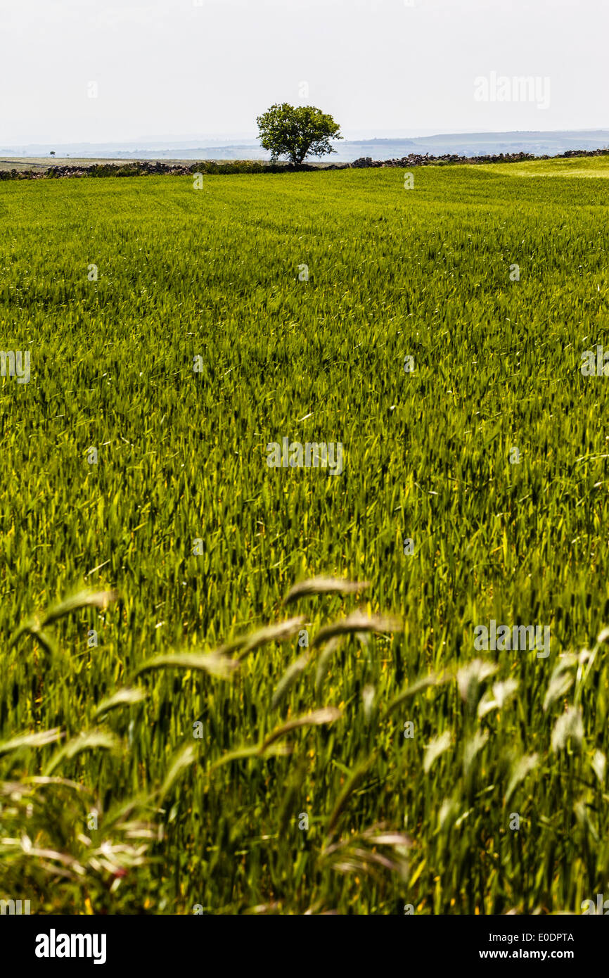 a beautiful and vibrant green crop in south italy Stock Photo - Alamy