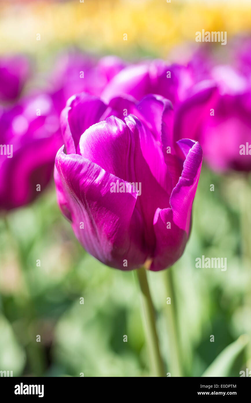 Tulip, Tulipa 'Passionale' Stock Photo - Alamy