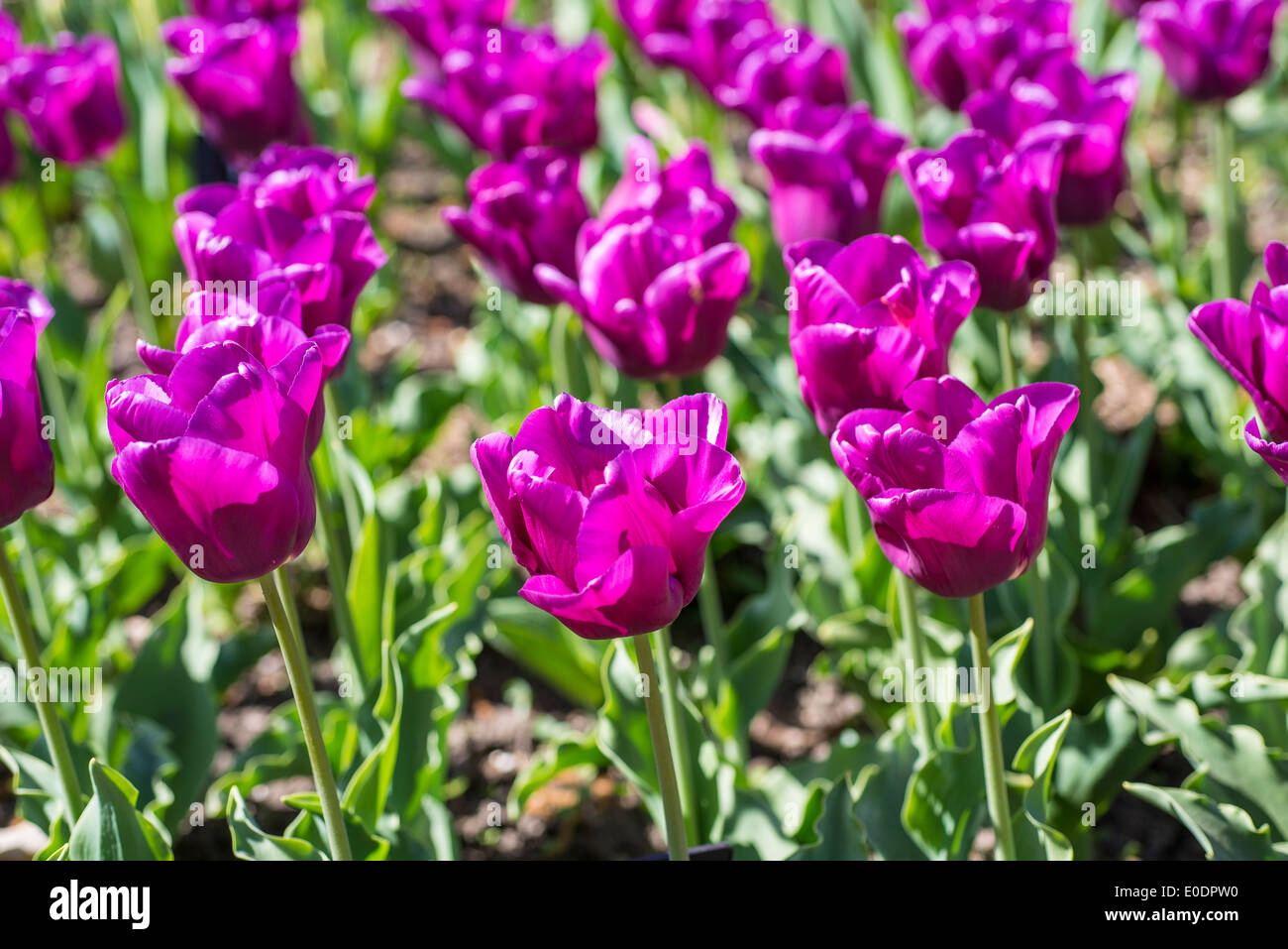 Tulip, Tulipa 'Passionale' Stock Photo - Alamy
