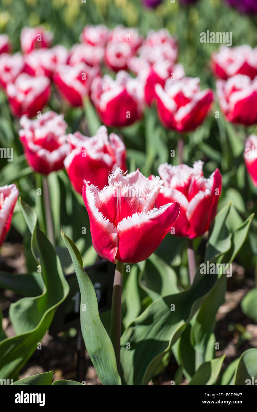 Canasta hi-res stock photography and images - Alamy