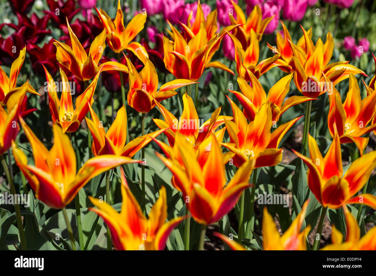 Display of tulips at RHS Garden, Wisley, Surrey, England, UK Stock ...