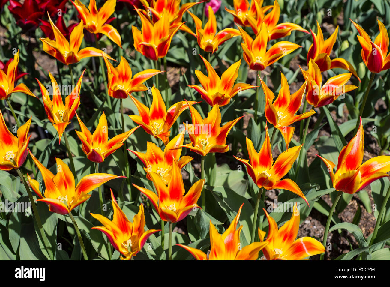 Display of tulips at RHS Garden, Wisley, Surrey, England, UK Stock ...