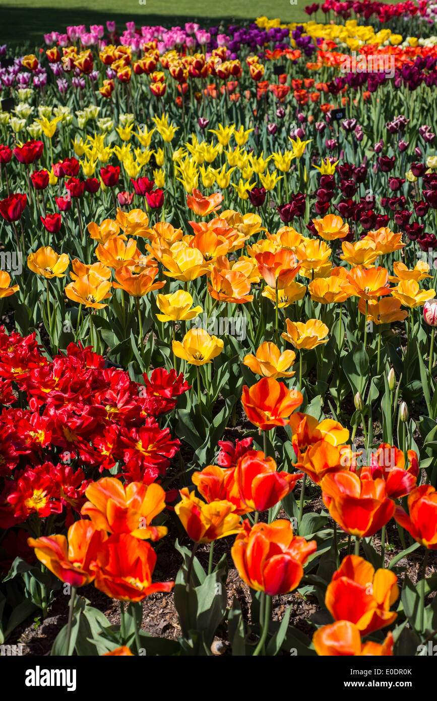 Display of various tulips at RHS Garden, Wisley, Surrey, England, UK ...