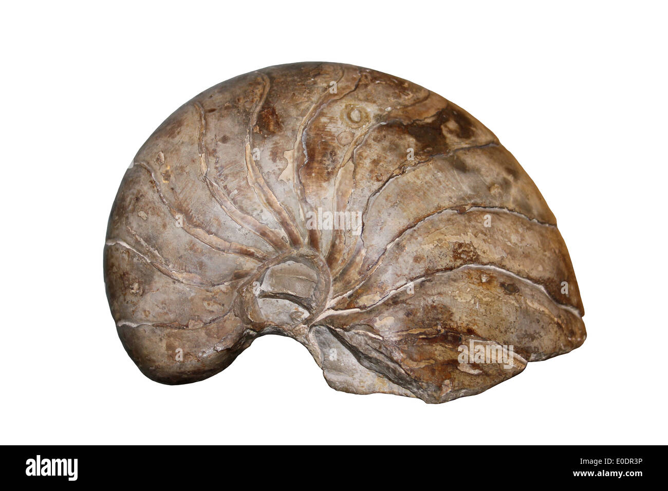 Nautiloid hi-res stock photography and images - Alamy
