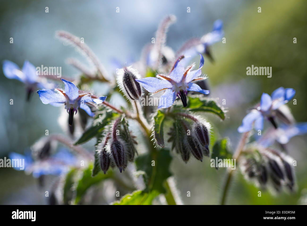 Starflower hi-res stock photography and images - Alamy