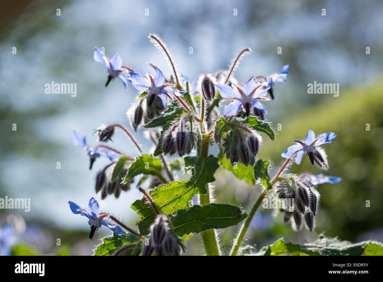 Starflower hi-res stock photography and images - Alamy
