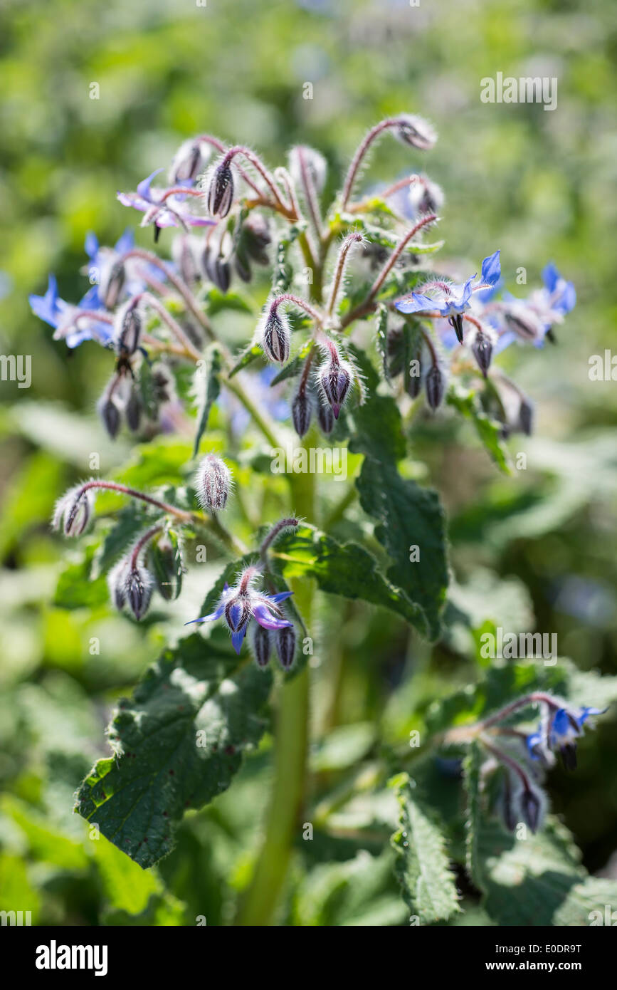 Starflower hi-res stock photography and images - Alamy