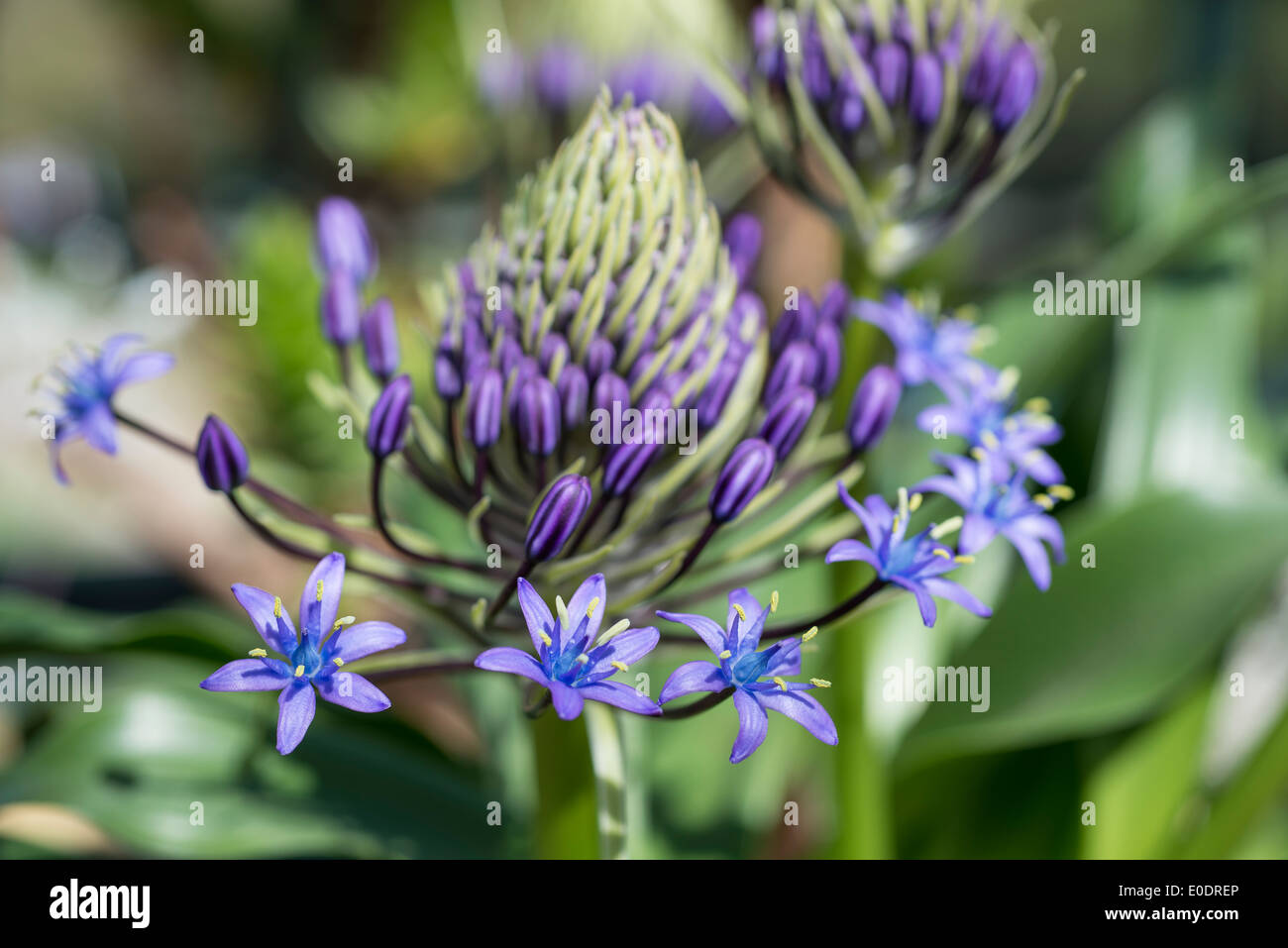 Peruvian scilla scilla peruviana hi-res stock photography and images ...