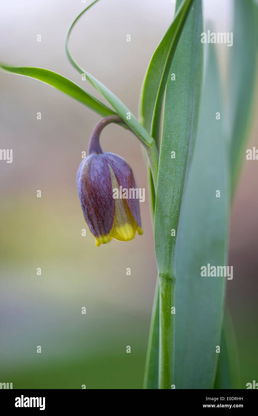 Fritillary uva vulpis hi-res stock photography and images - Alamy