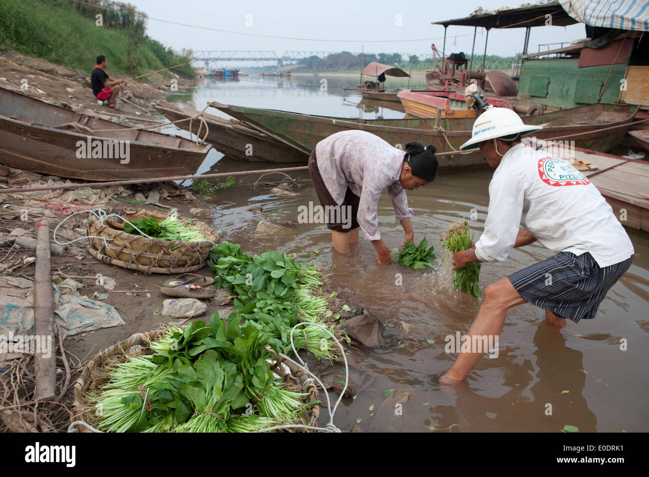 Farmers wash vegetables along the Red River in Hanoi, Vietnam Stock ...