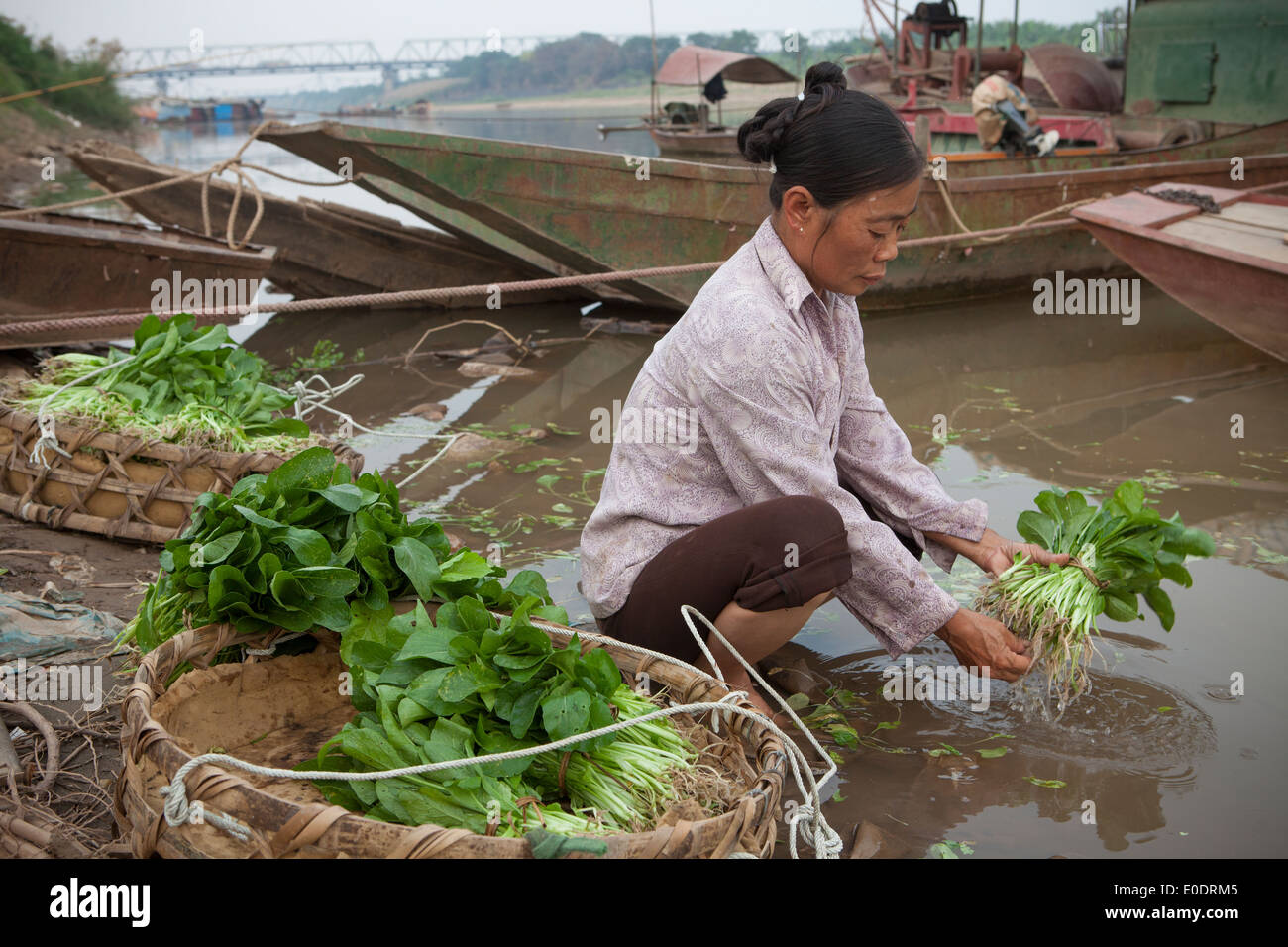 Farmers wash vegetables along the Red River in Hanoi, Vietnam Stock ...