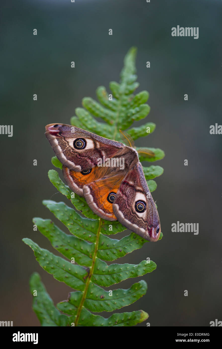 Emperor moth hi-res stock photography and images - Alamy