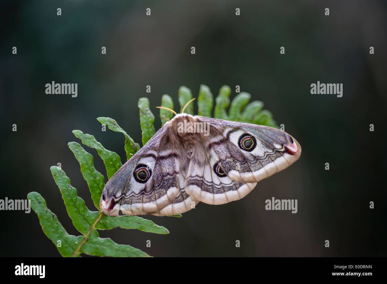 Emperor Moth High Resolution Stock Photography and Images - Alamy