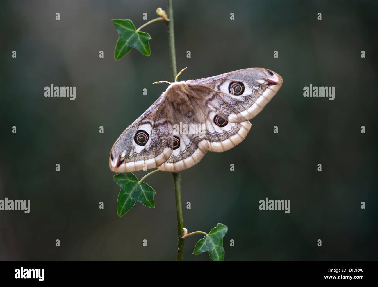 Emperor Moth High Resolution Stock Photography and Images - Alamy
