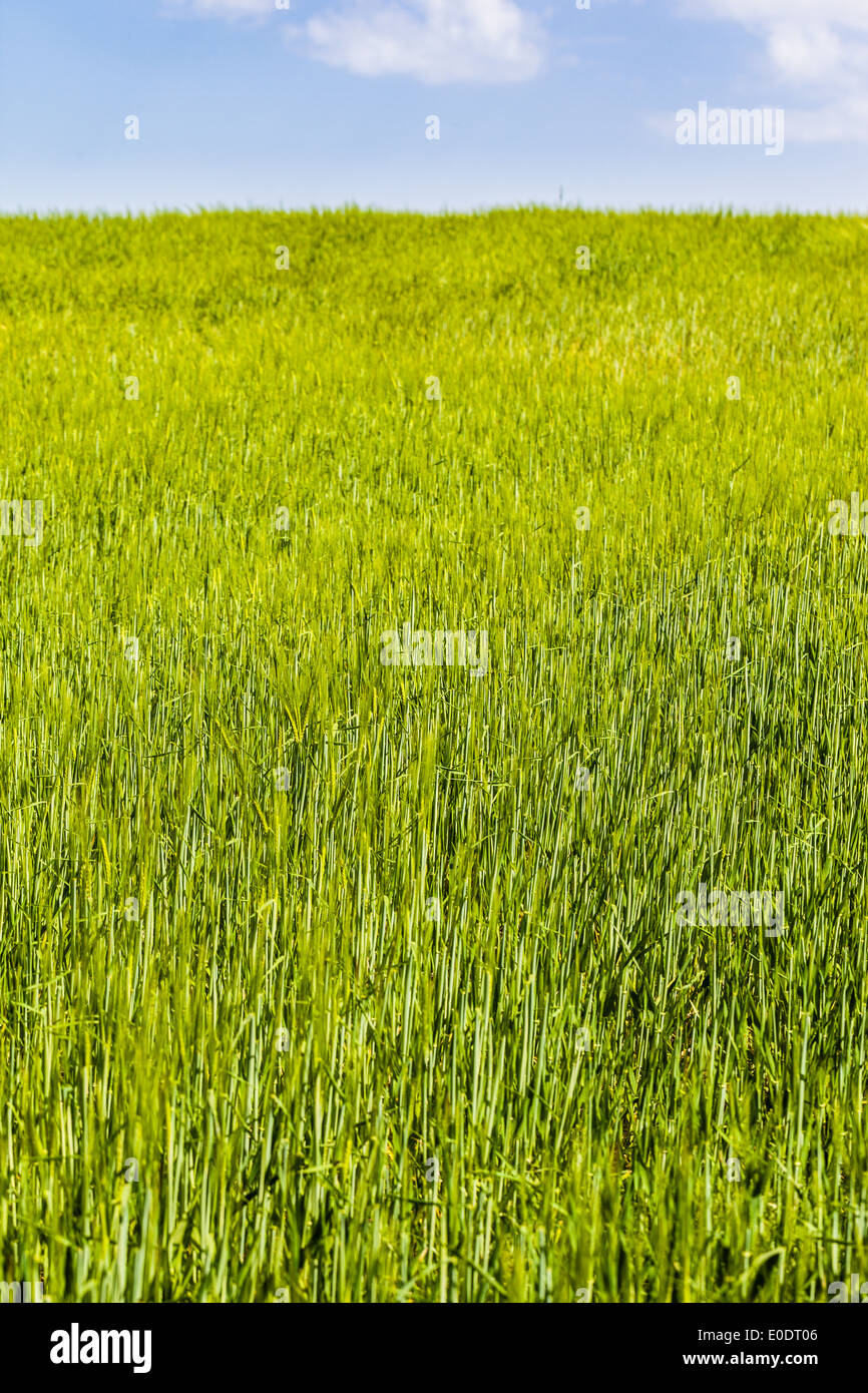 a beautiful and vibrant green crop in south italy Stock Photo - Alamy