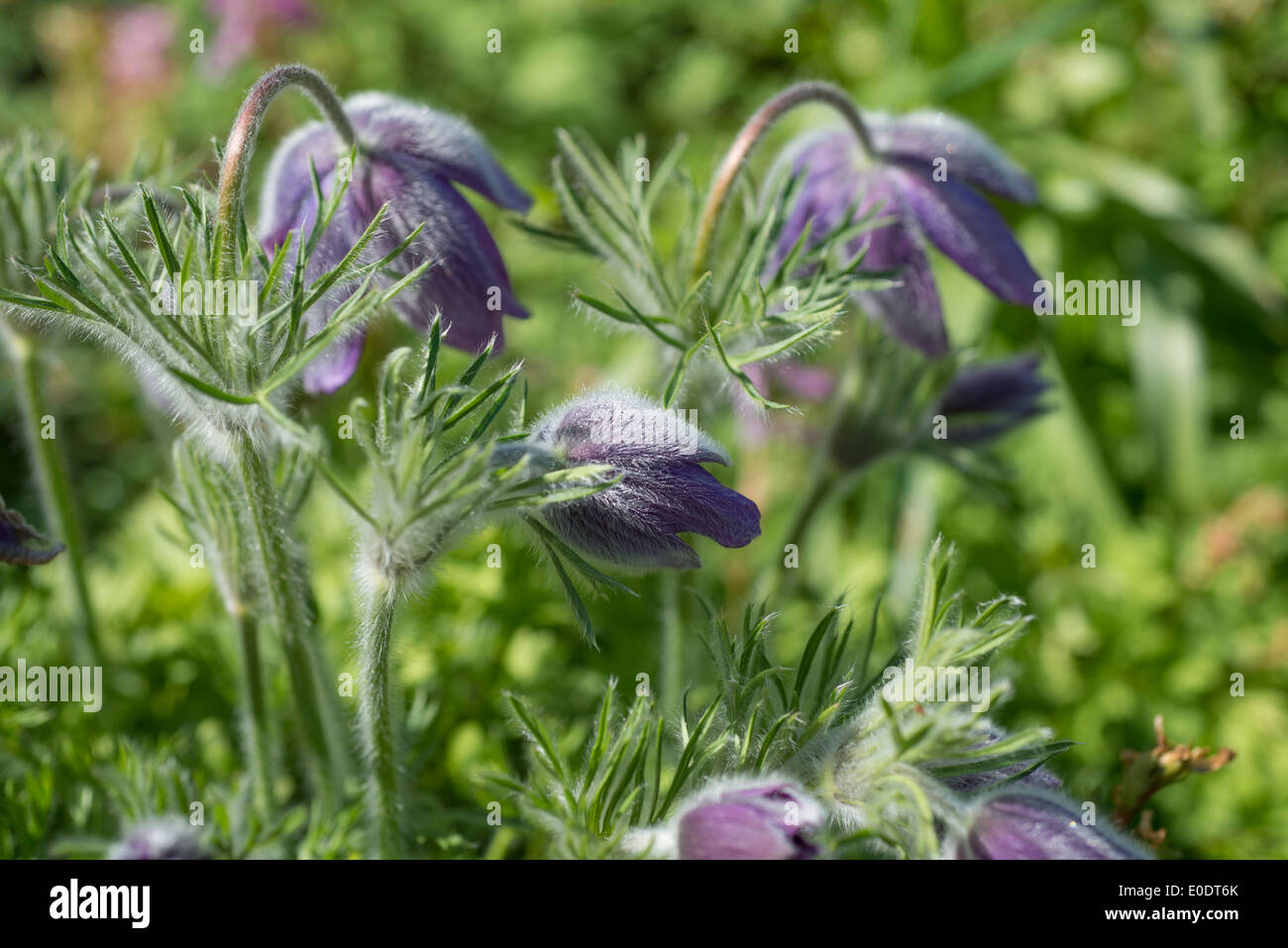 Purple pasque flower uk hi-res stock photography and images - Alamy