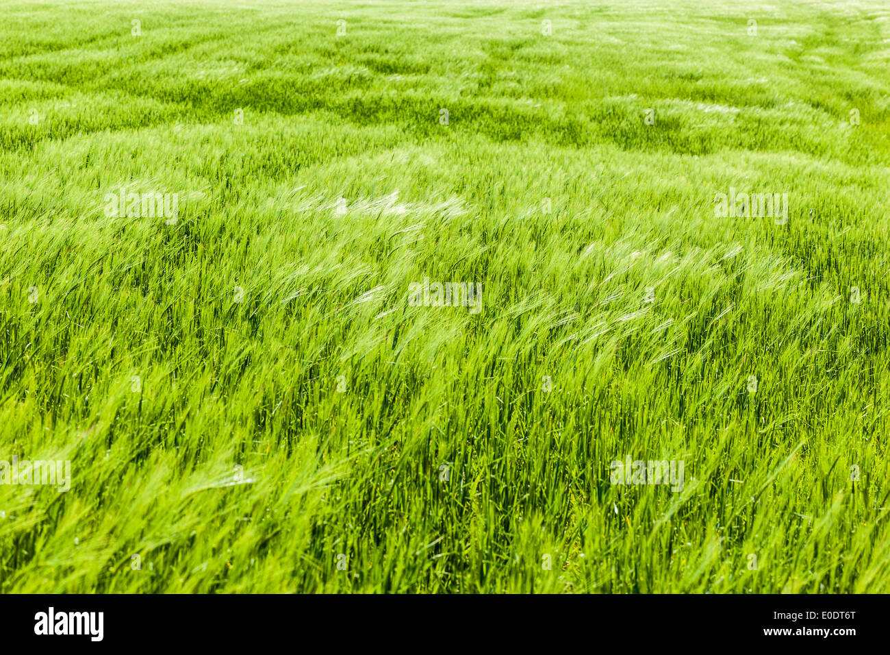 a beautiful and vibrant green crop in south italy Stock Photo - Alamy