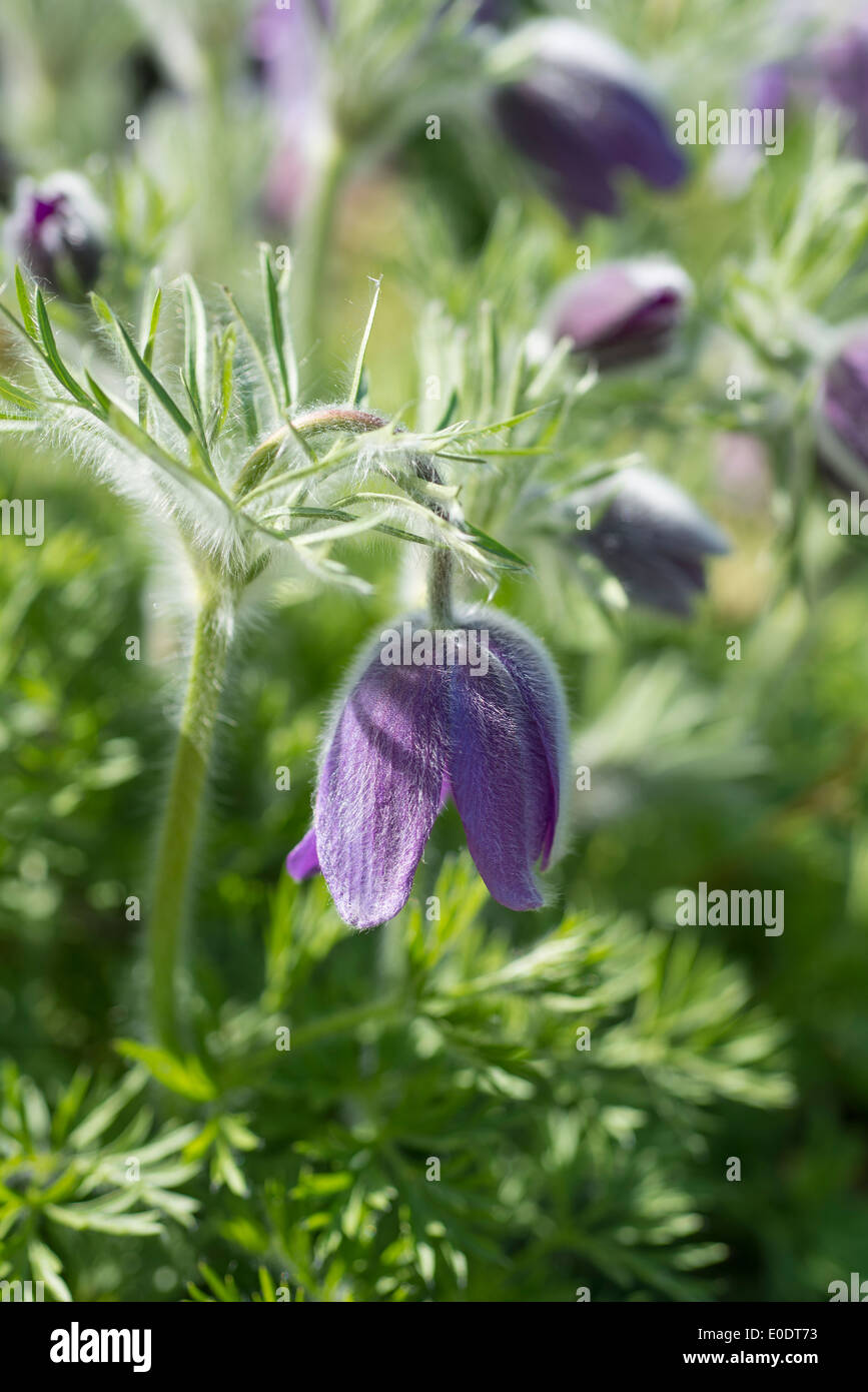 Pulsatilla vulgaris or pasque flower Stock Photo - Alamy