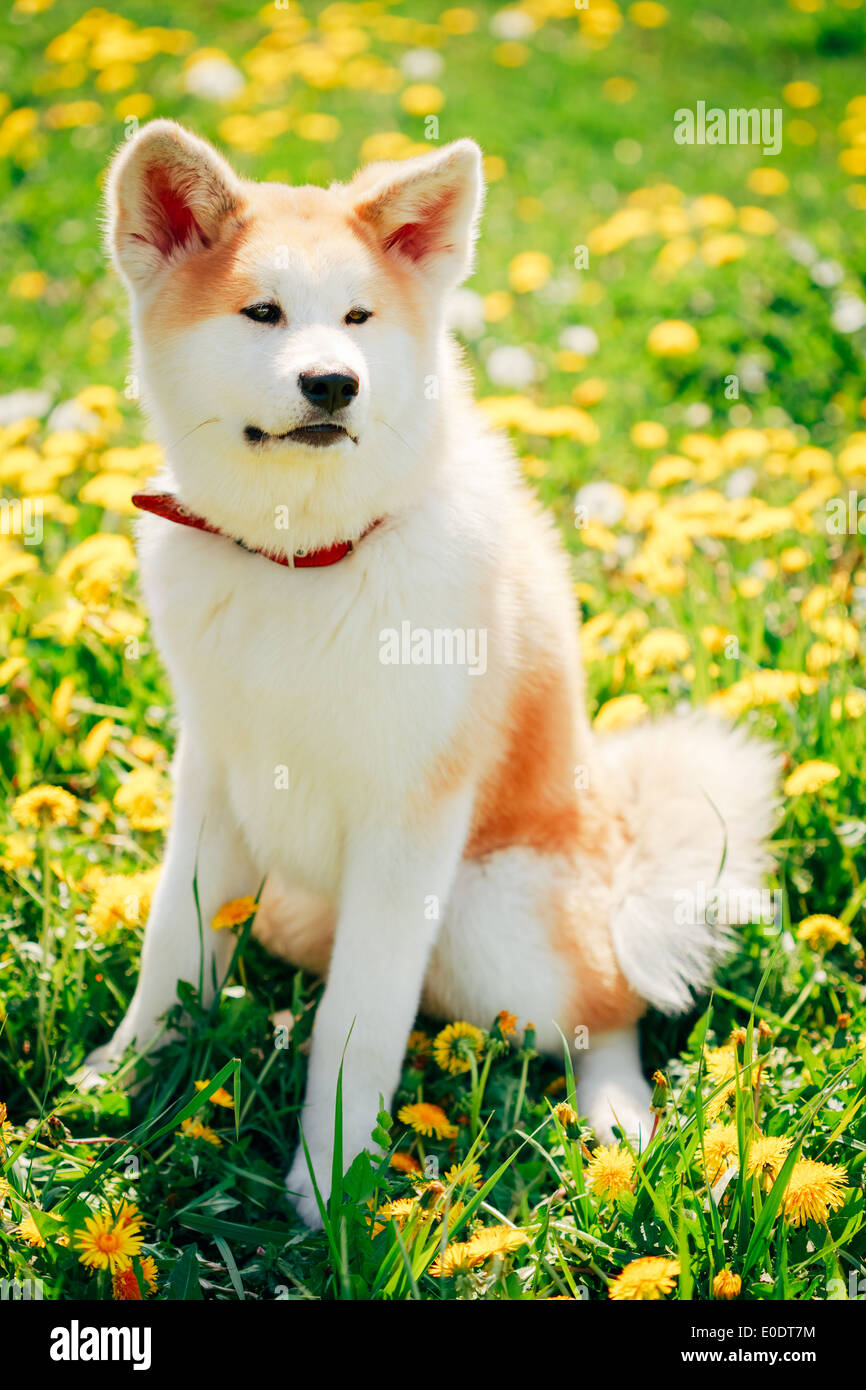 Hachiko Puppy Breed