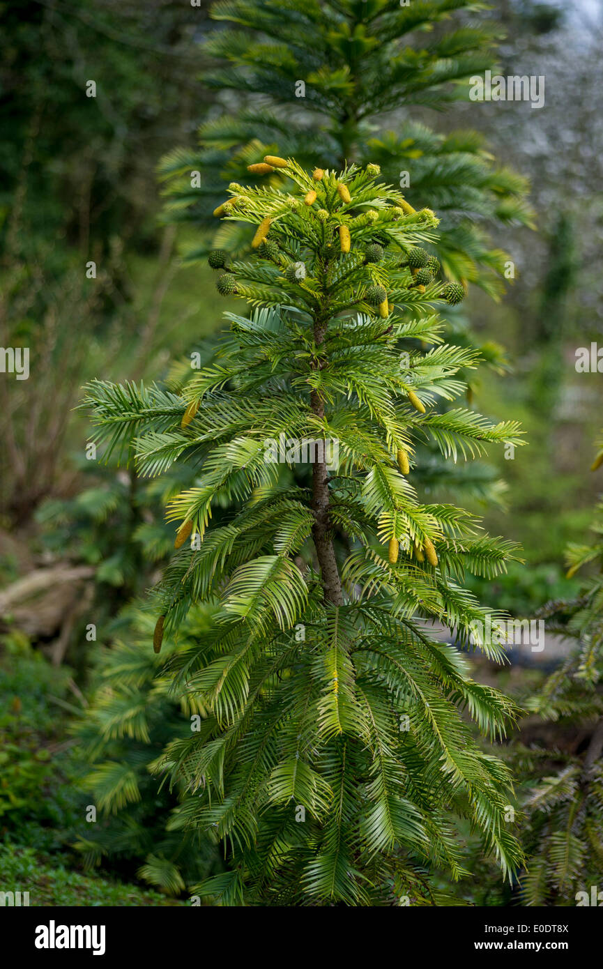 Wollemia Nobilis Stock Photos & Wollemia Nobilis Stock Images - Alamy