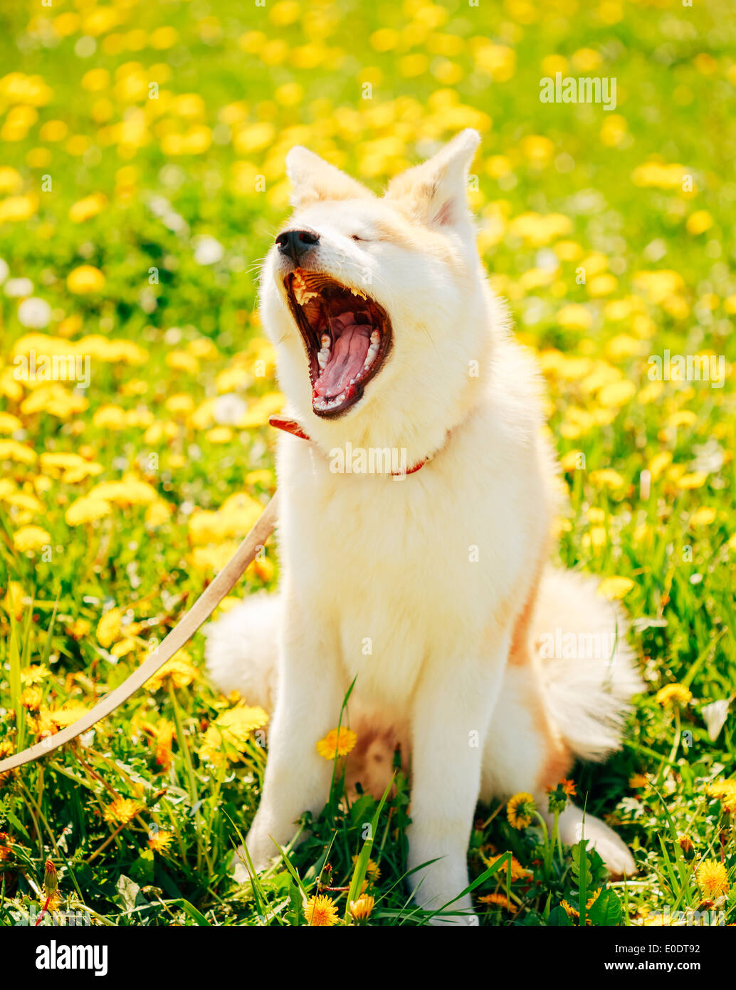 Akita Dog (Akita Inu, Japanese Akita) Puppy Sitting In Green Grass ...