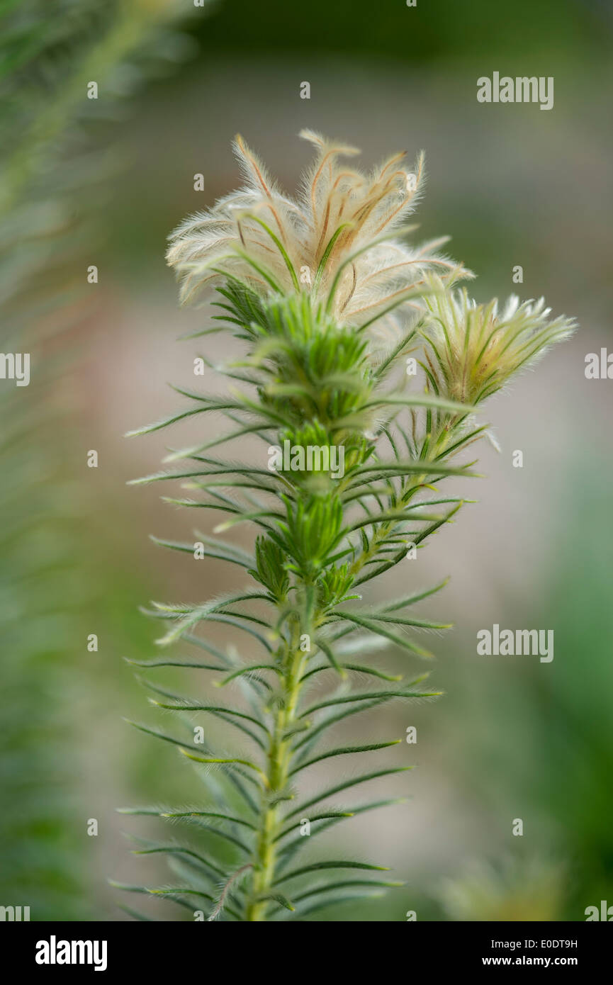 Phylica phylica pubescens hi-res stock photography and images - Alamy