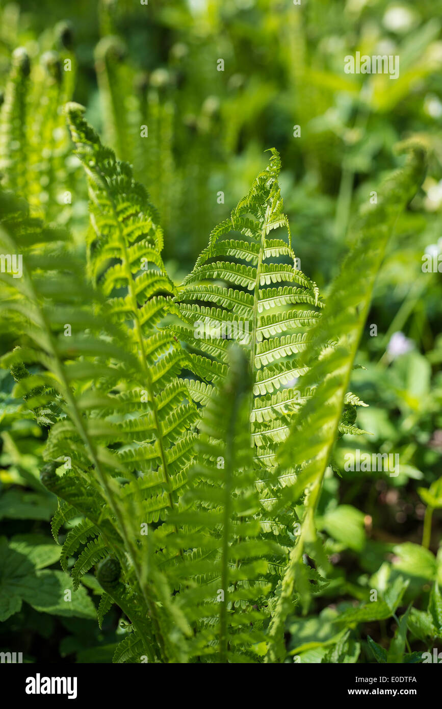 Fern plant green hi-res stock photography and images - Alamy