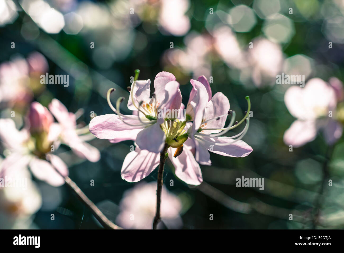 Rhododendron vaseyi flower Stock Photo - Alamy