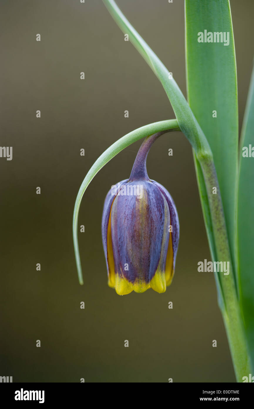 Fritillary uva vulpis hi-res stock photography and images - Alamy