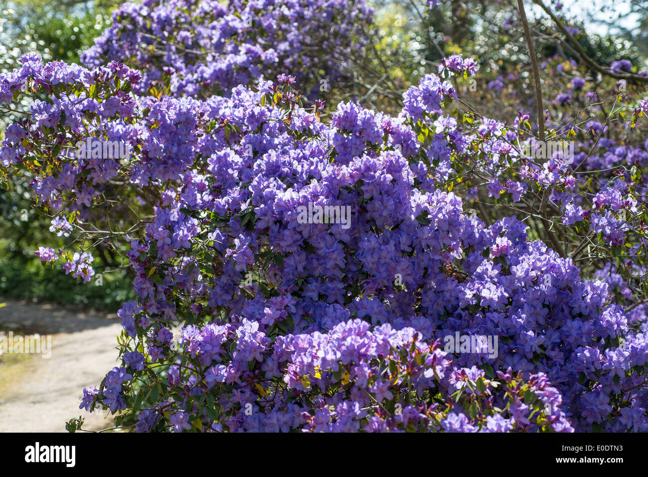 Rhododendron 'Saint Tudy' Stock Photo - Alamy