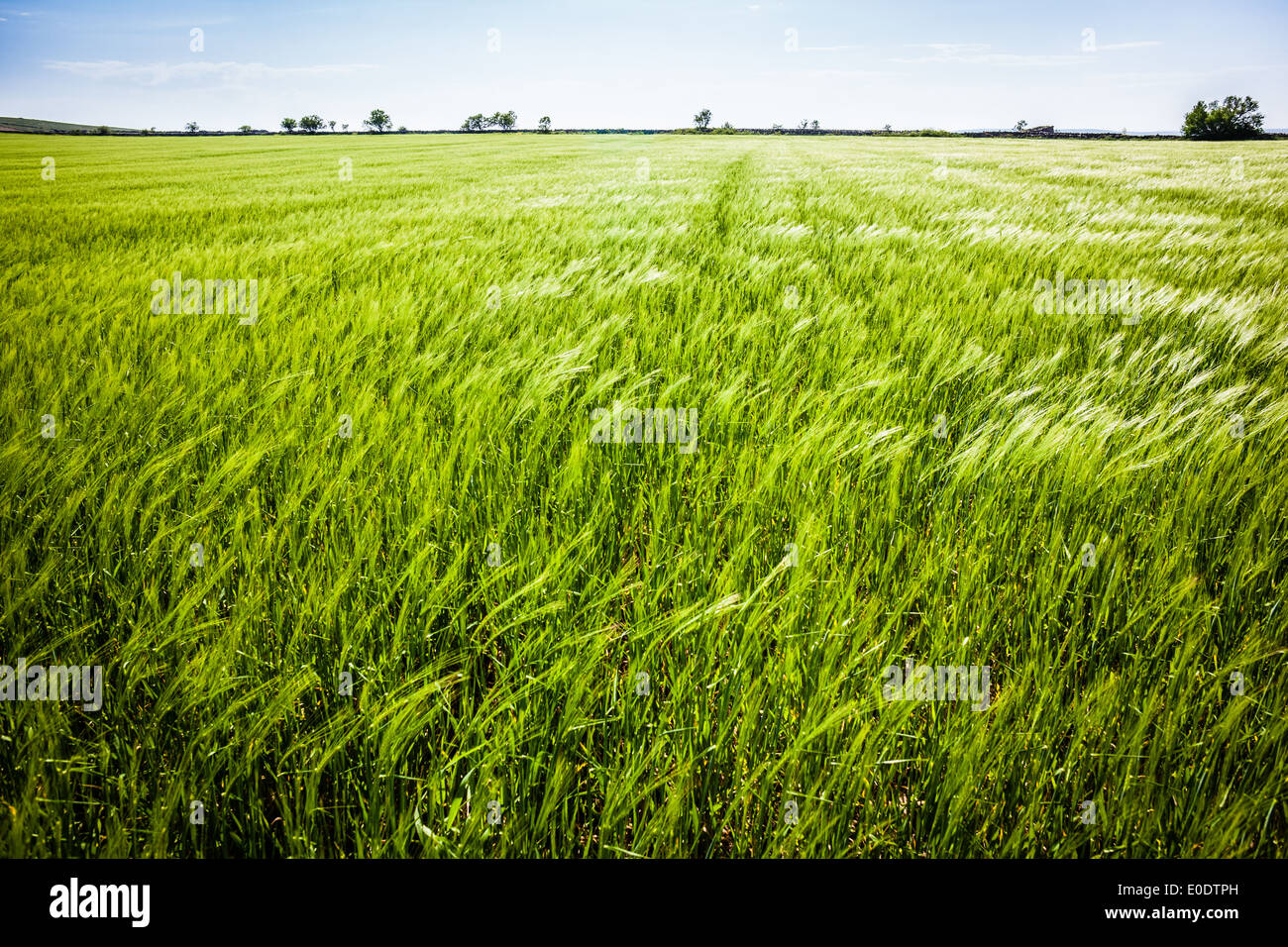 a beautiful and vibrant green crop in south italy Stock Photo - Alamy