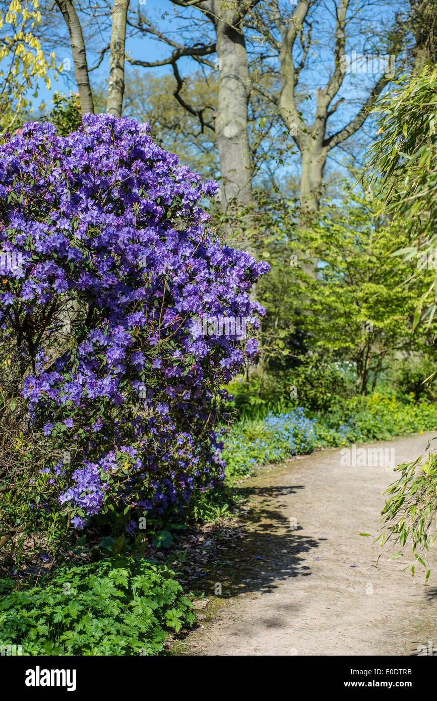 Rhododendron 'Saint Tudy' Stock Photo - Alamy