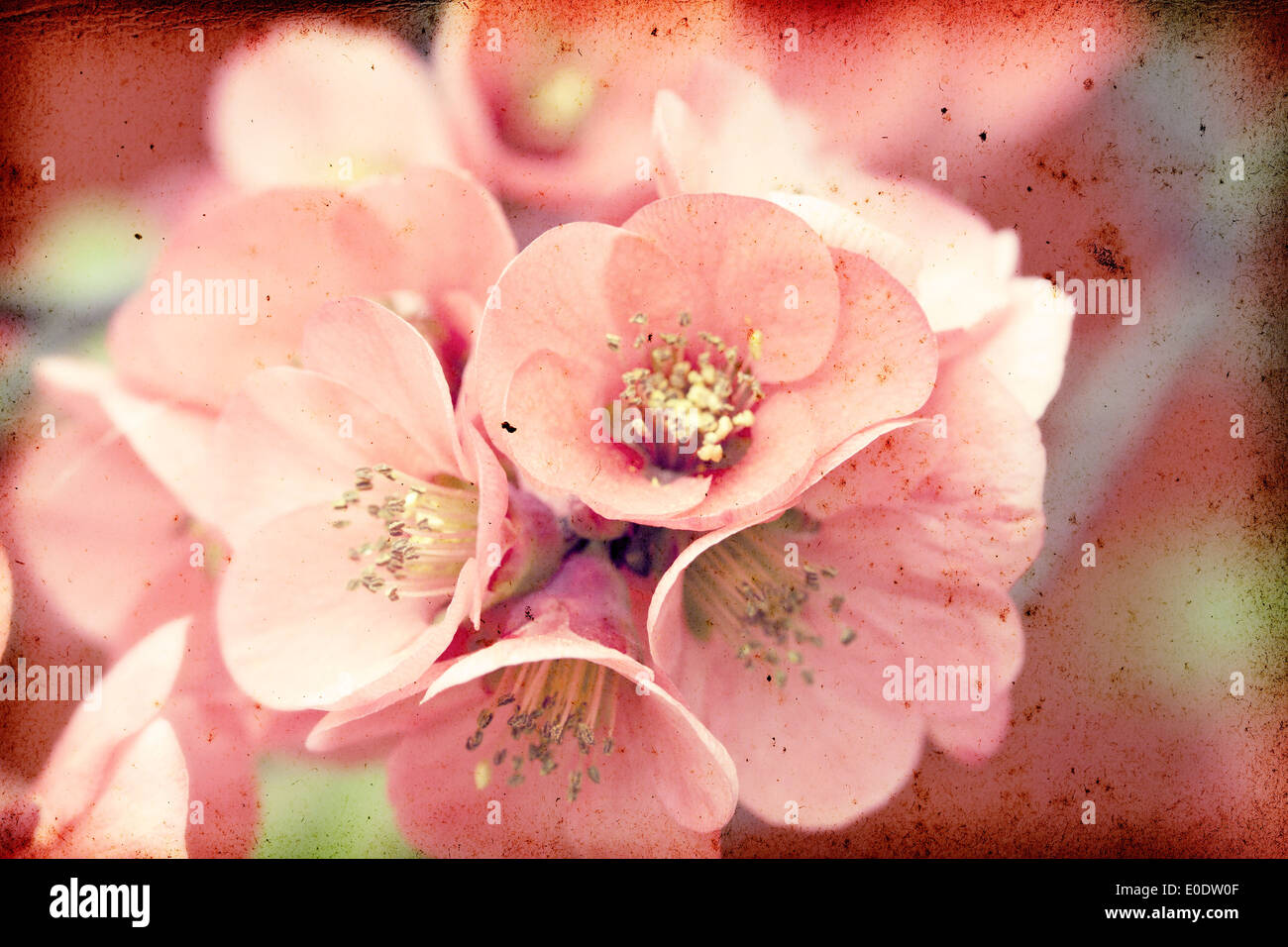 Beautiful pink flowers on vintage background Stock Photo - Alamy