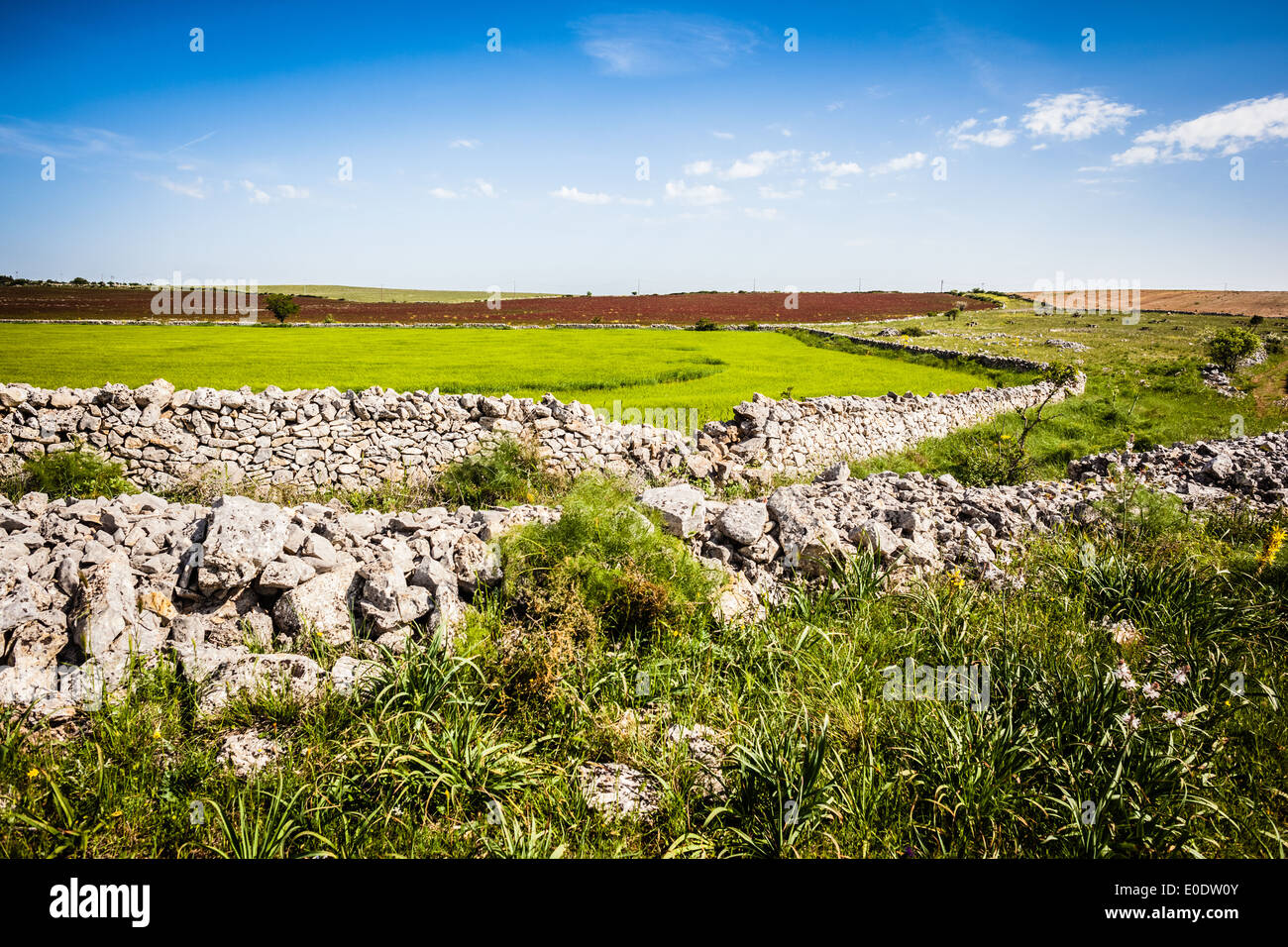 a beautiful and vibrant green crop in south italy Stock Photo - Alamy