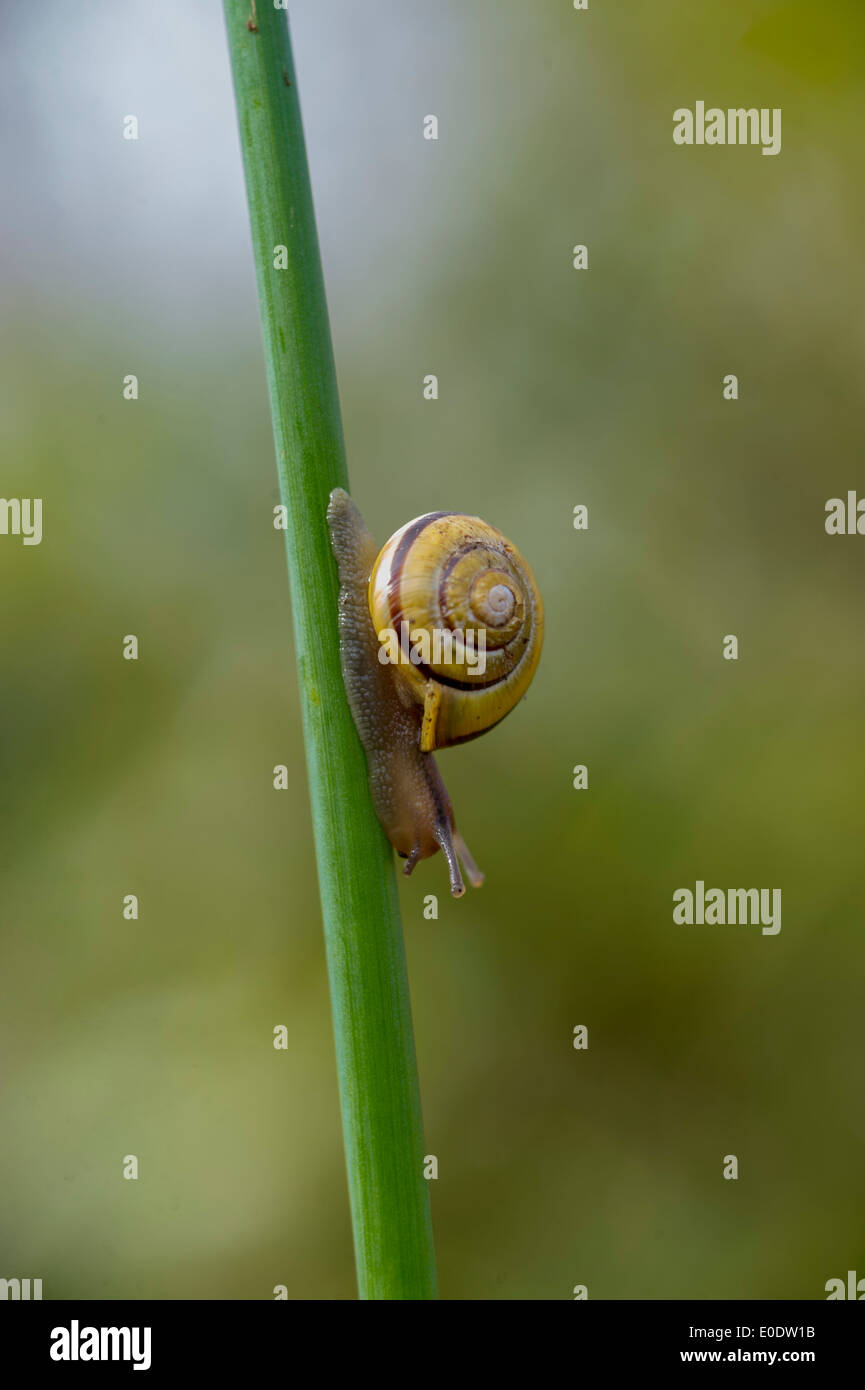 Banded snail hi-res stock photography and images - Alamy