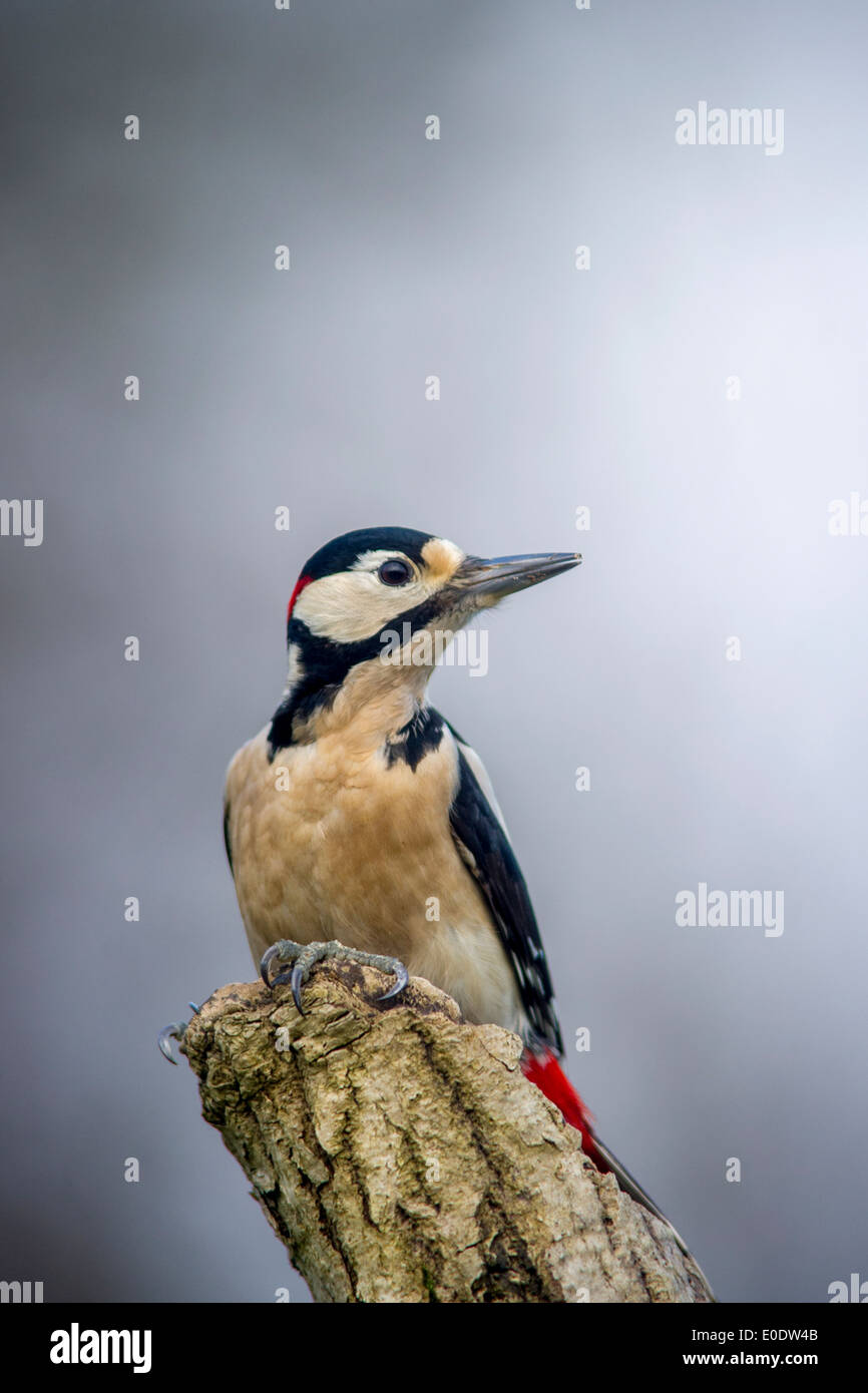 Spotted bird hi-res stock photography and images - Alamy