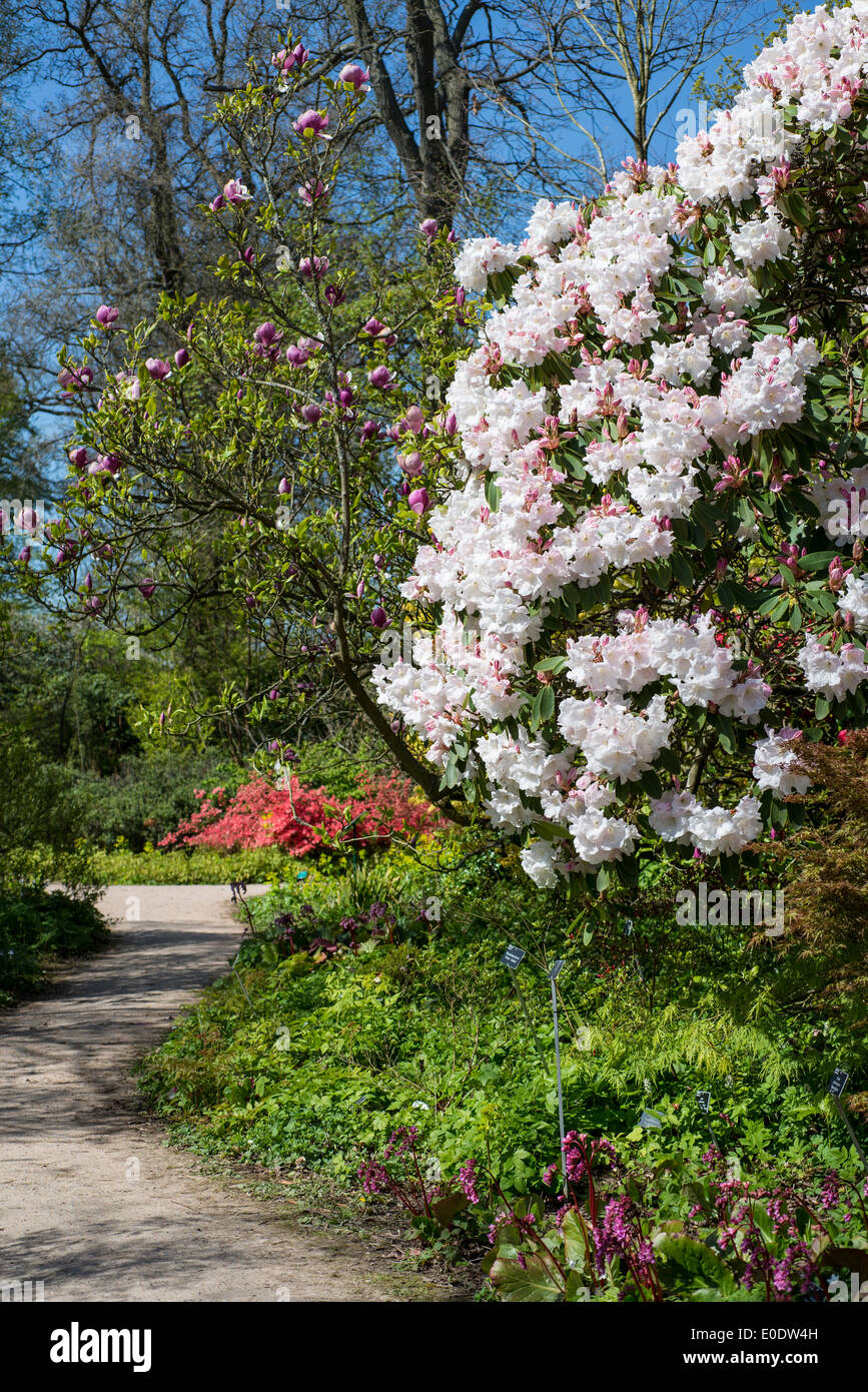 Rhododendron 'Loderi pink diamond' Stock Photo - Alamy