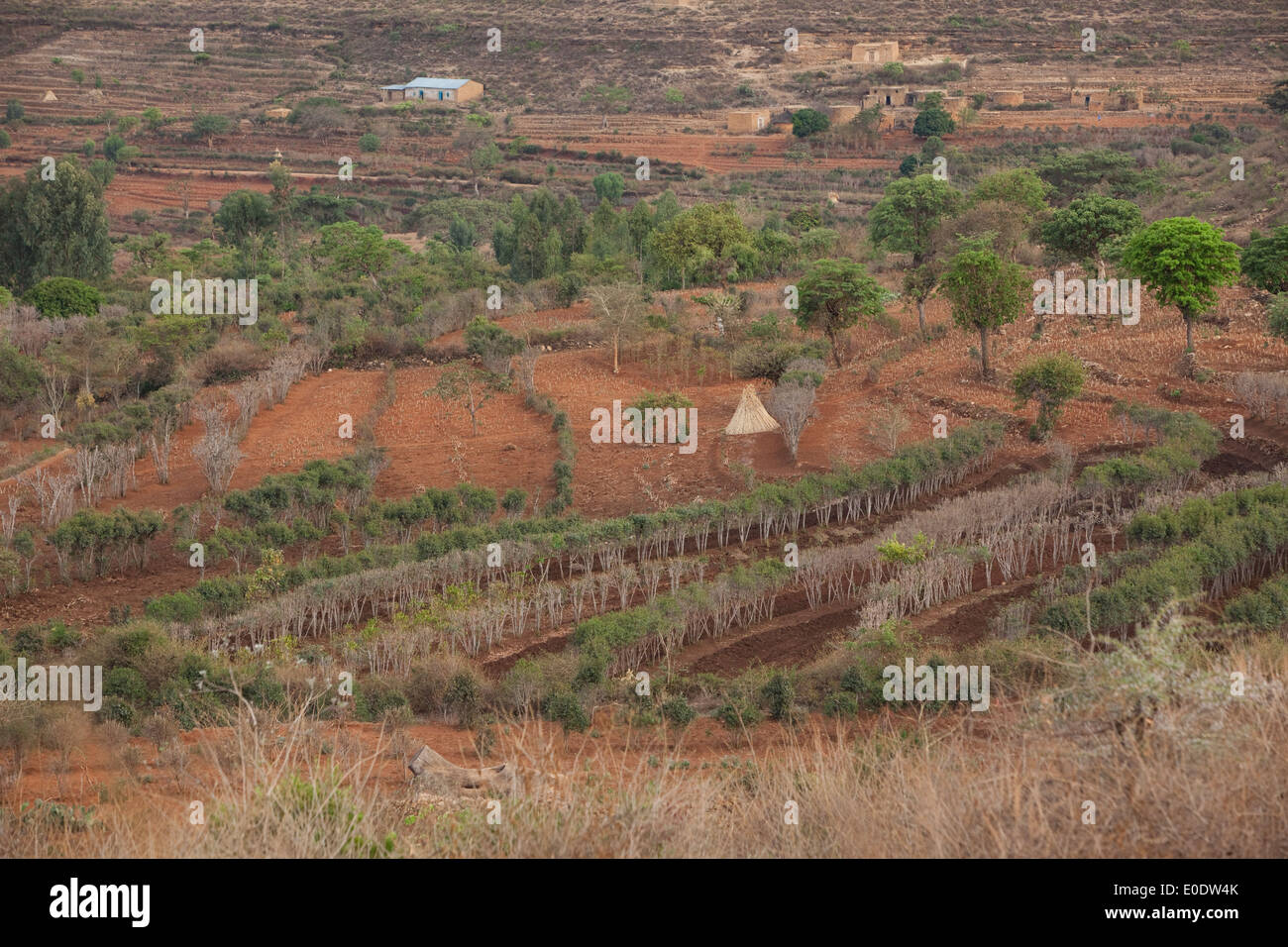 Ethiopia crops hi-res stock photography and images - Alamy