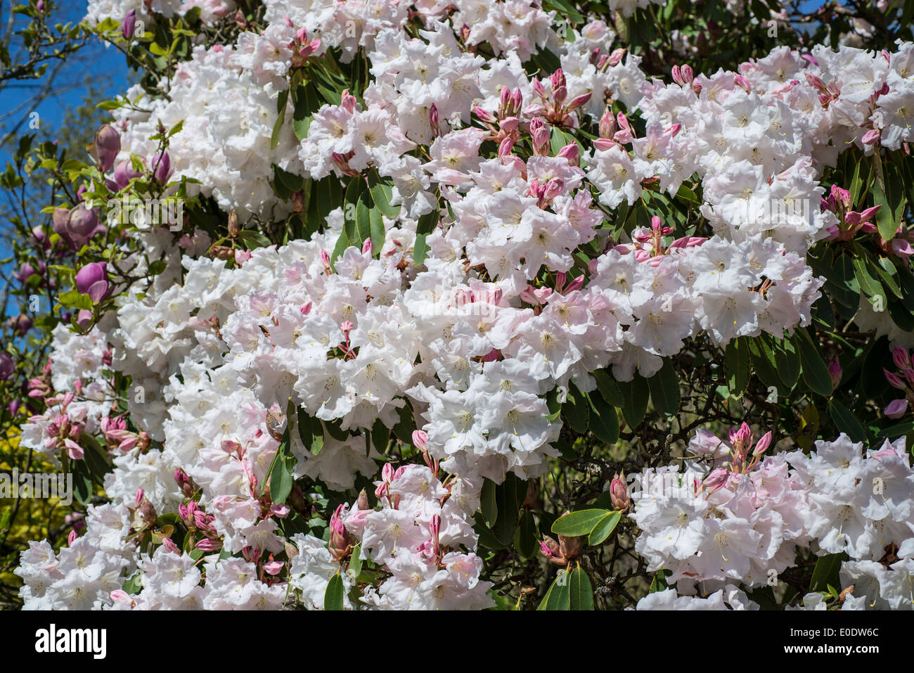 Rhododendron pink white flowers hi-res stock photography and images - Alamy
