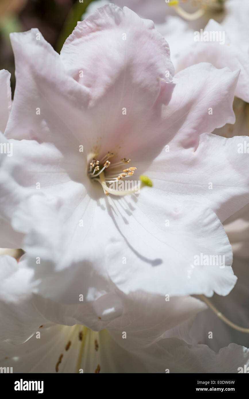 Beautiful pink flowers rhododendron hi-res stock photography and images ...