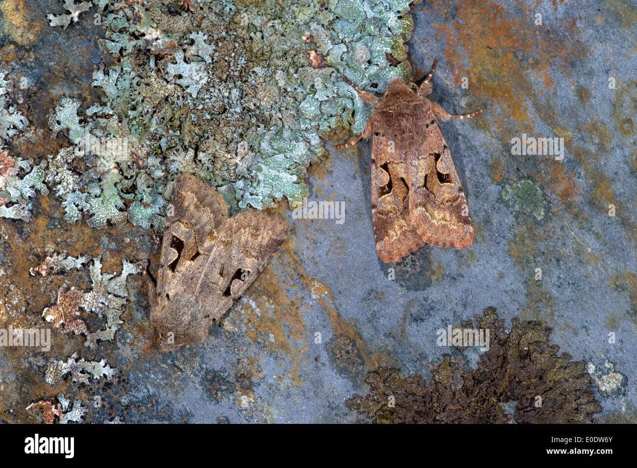 Hebrew Character Moth High Resolution Stock Photography and Images - Alamy
