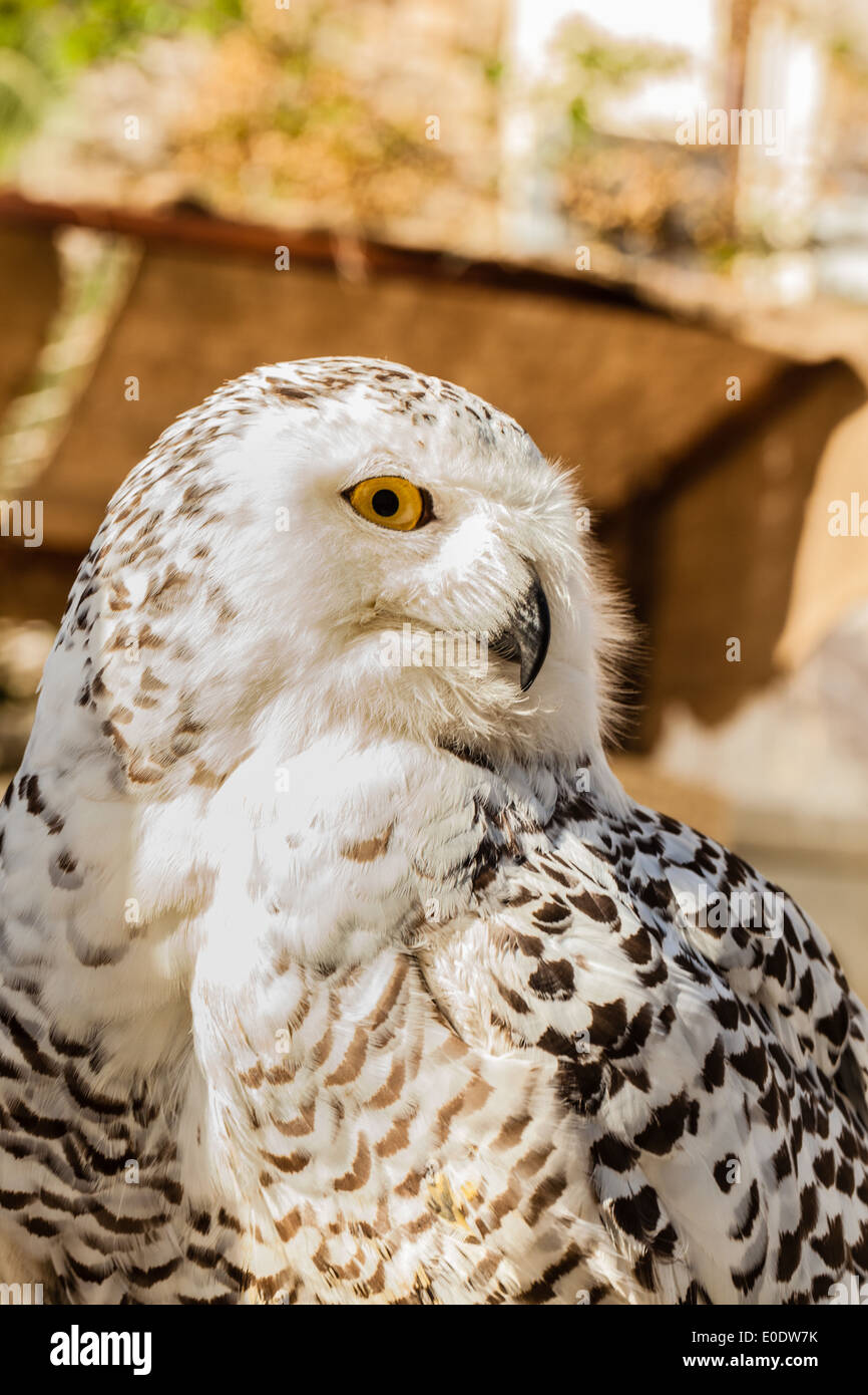 a majestic white owl looking at the camera Stock Photo - Alamy