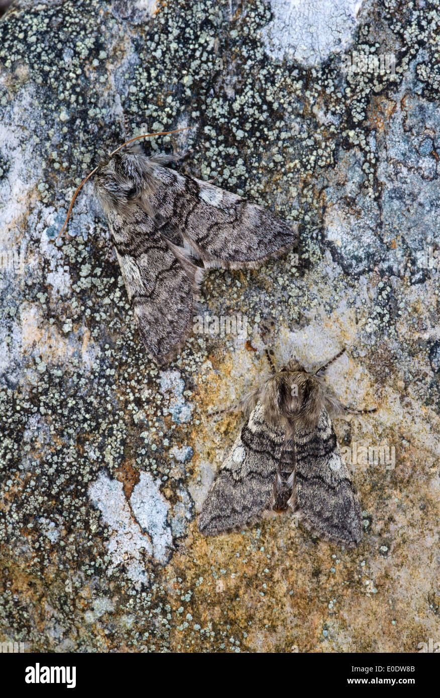 Yellow horned moth hi-res stock photography and images - Alamy