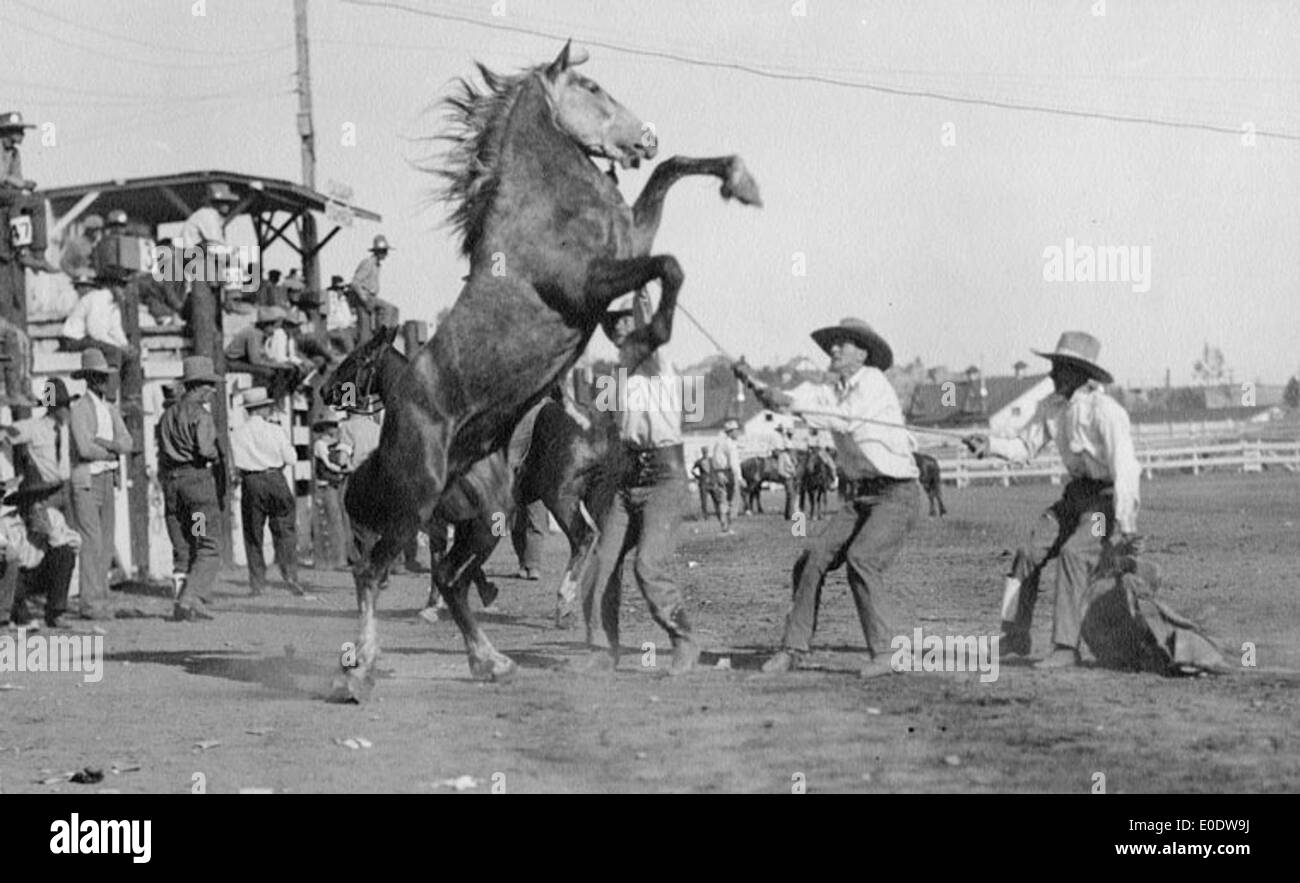 Rearinghorse hi-res stock photography and images - Alamy