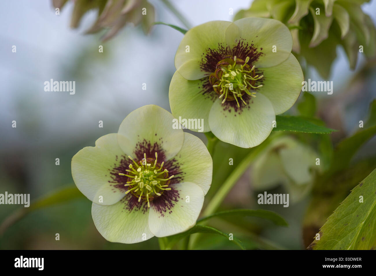 Helleborus hybridus, Hazel cross Farm nursery, Owner Mike Byford Stock ...