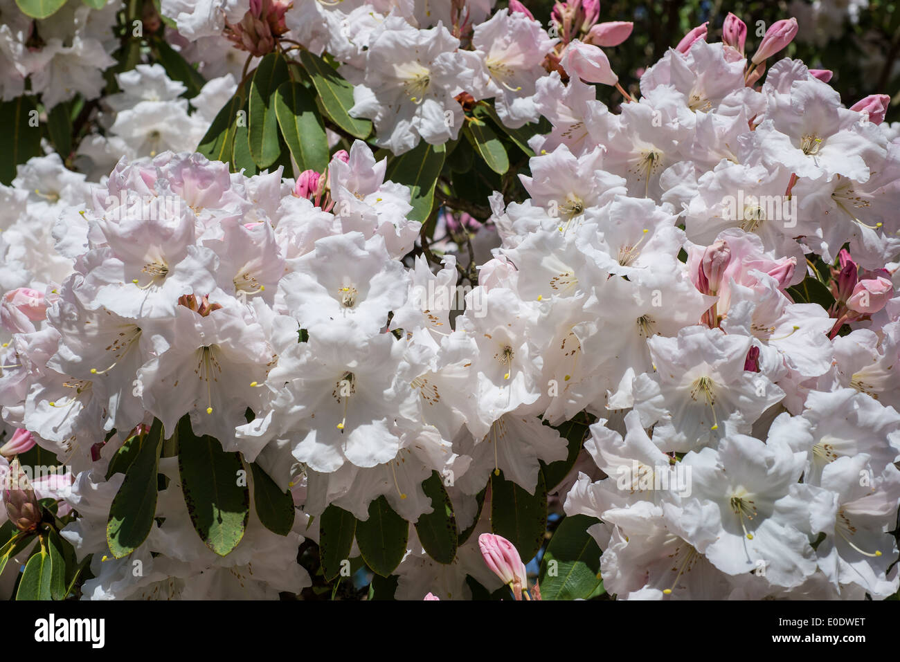 Rhododendron 'Loderi pink diamond' Stock Photo - Alamy