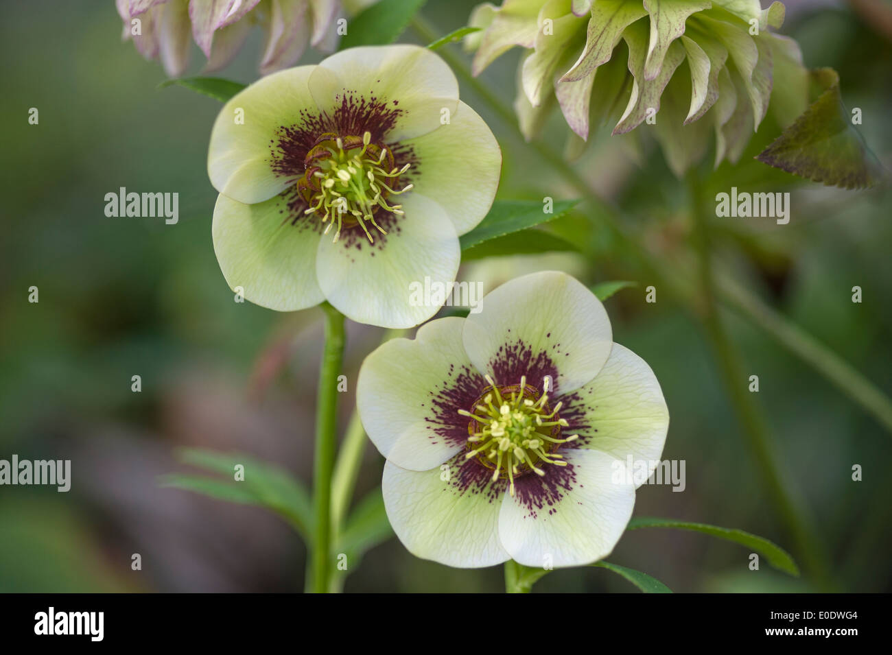 Hybridus High Resolution Stock Photography and Images - Alamy