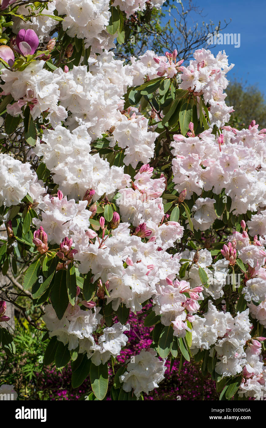 Rhododendron 'Loderi pink diamond' Stock Photo - Alamy